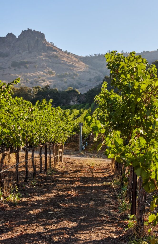 Stag’s Leap Wine Cellars - Napa Winery - Judgment of Paris Winner