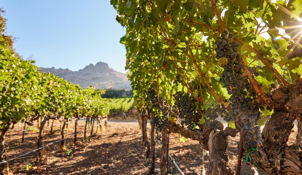 The Stag's Leap Wine Cellars Estate - Acclaimed Napa Winery
