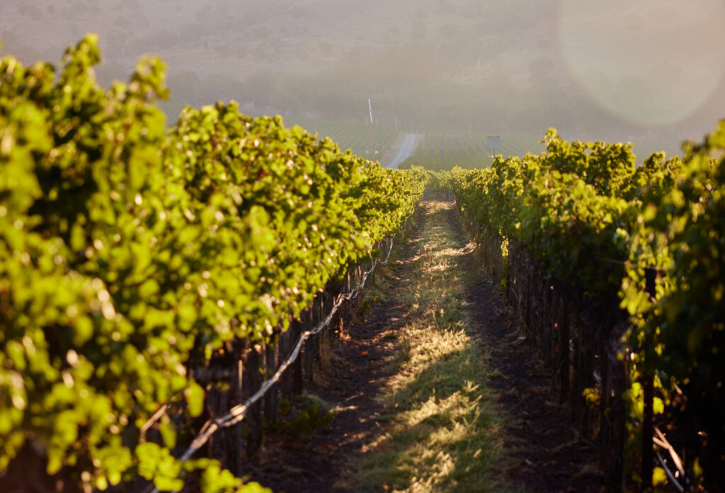 Scenic Napa Vineyards - S.L.V Vineyard - Fay Vineyard