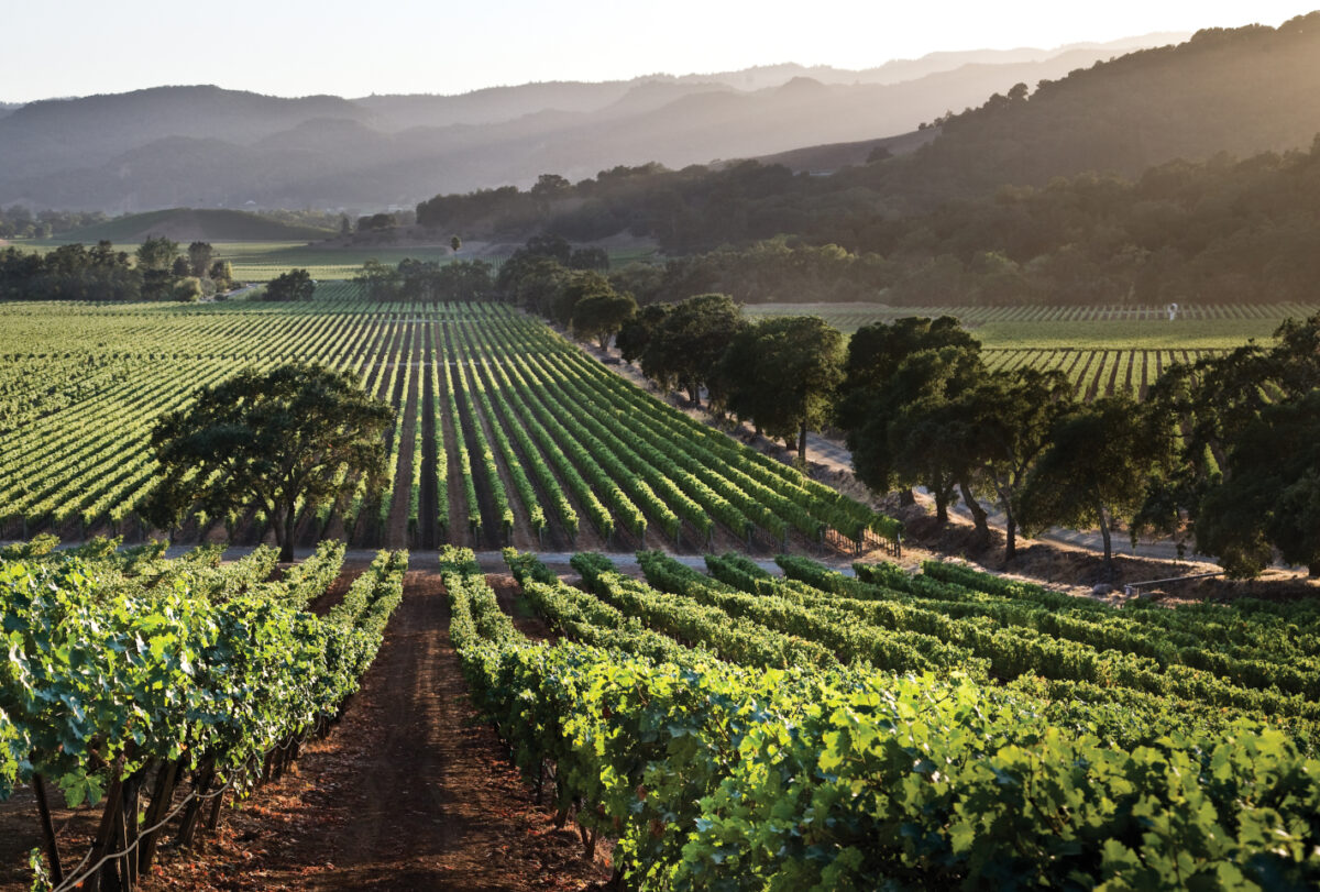Scenic Napa Vineyards - S.L.V Vineyard - Fay Vineyard
